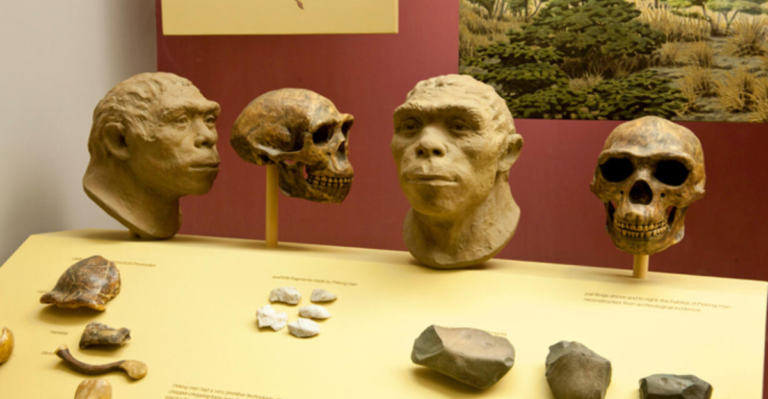 The 11 Oldest Human Fossils Ever Discovered – timelesstaleshq.com