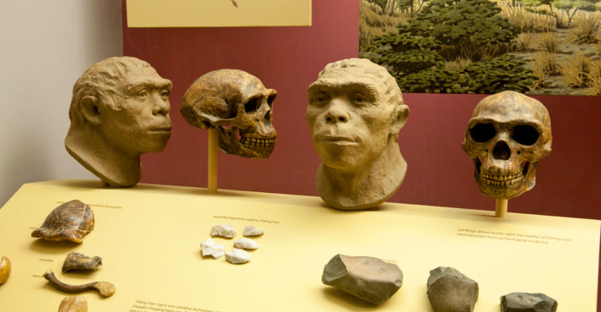 The 11 Oldest Human Fossils Ever Discovered – timelesstaleshq.com
