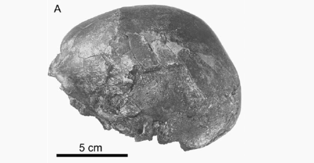The 11 Oldest Human Fossils Ever Discovered – timelesstaleshq.com
