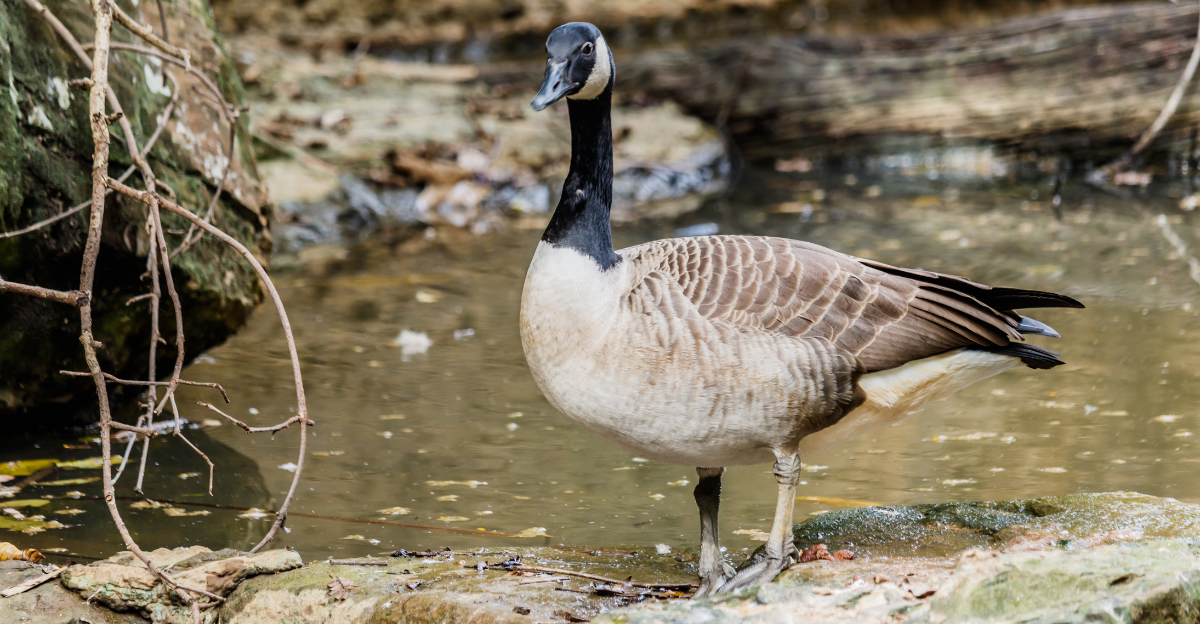 What Was Really on the Menu at the First Thanksgiving in 1621? – timelesstaleshq.com