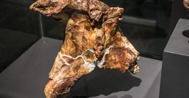 Rare Fossil Find in National Park Unmasks Terrifying Ancient Sky ...